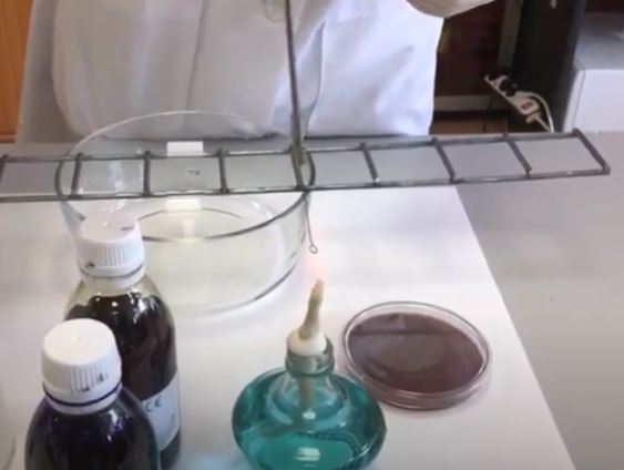 Tinción de Gram. Procedimiento, materiales y vídeo explicativo.